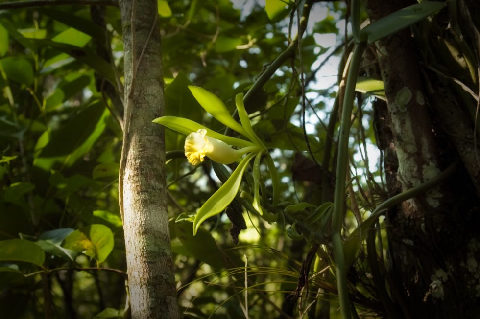 Native Orchids - Florida Nature Photography
