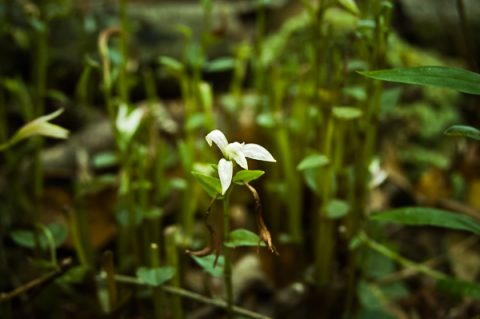 Native Orchids - Florida Nature Photography