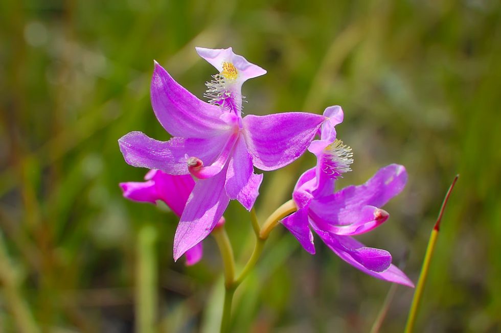 Native Orchids - Florida Nature Photography